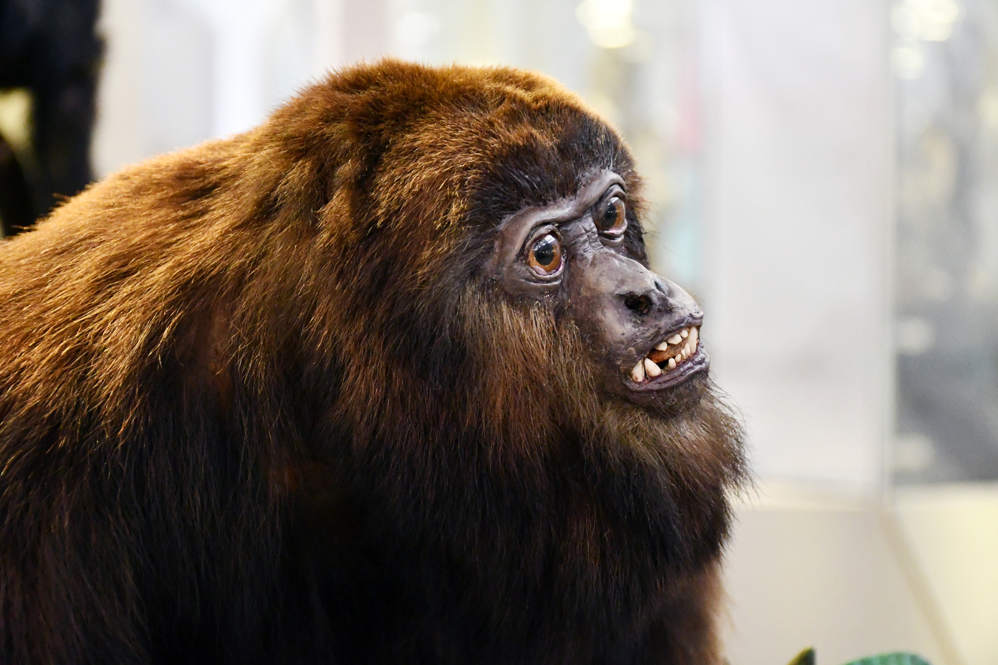 Los primates se toman el Museo Nacional de Historia Natural ...